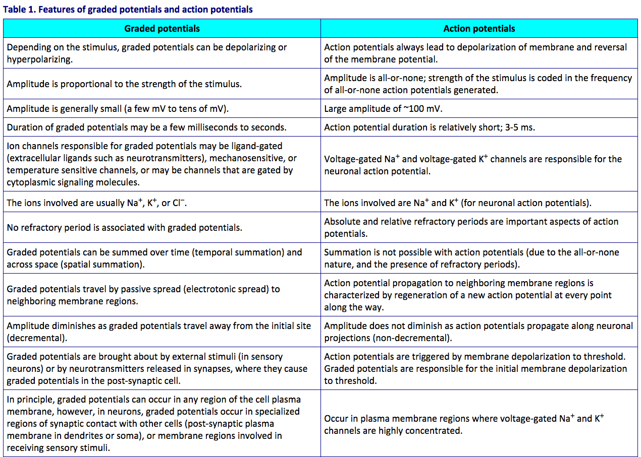 Generator vs Action Potential: Biology Differences